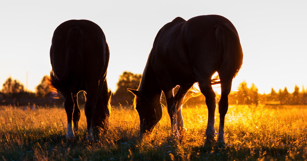 ソルテ | 種牡馬情報 | 代表産駒・血統・最新ニュース | POG-INFO