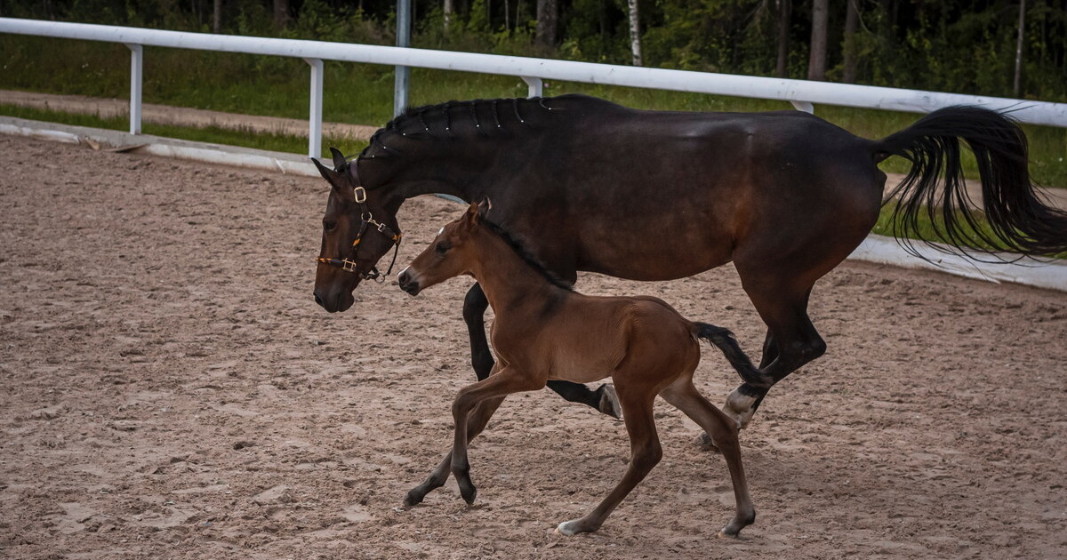 シャラー / Shalaa の種牡馬情報 | POG-INFO