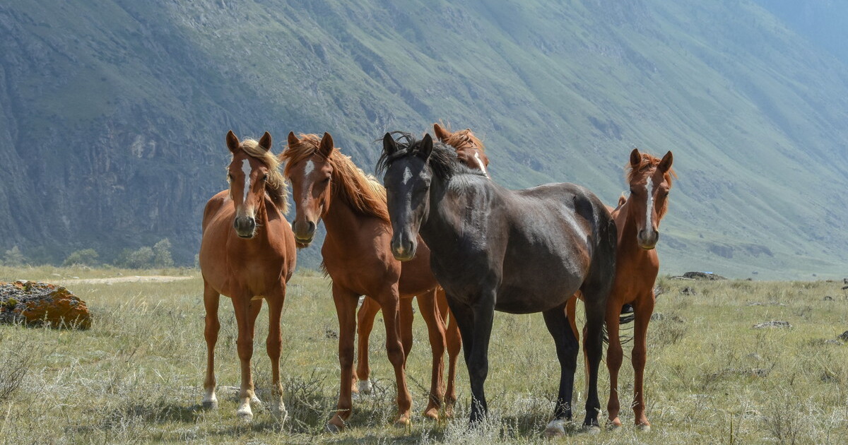 スピナー の7代血統表 | POG-INFO