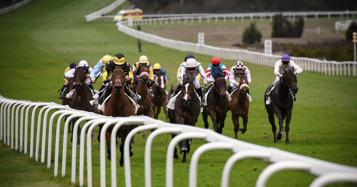 未勝利 (サ3才) 新潟 11R 2025/08/02 のレース情報 | POG-INFO